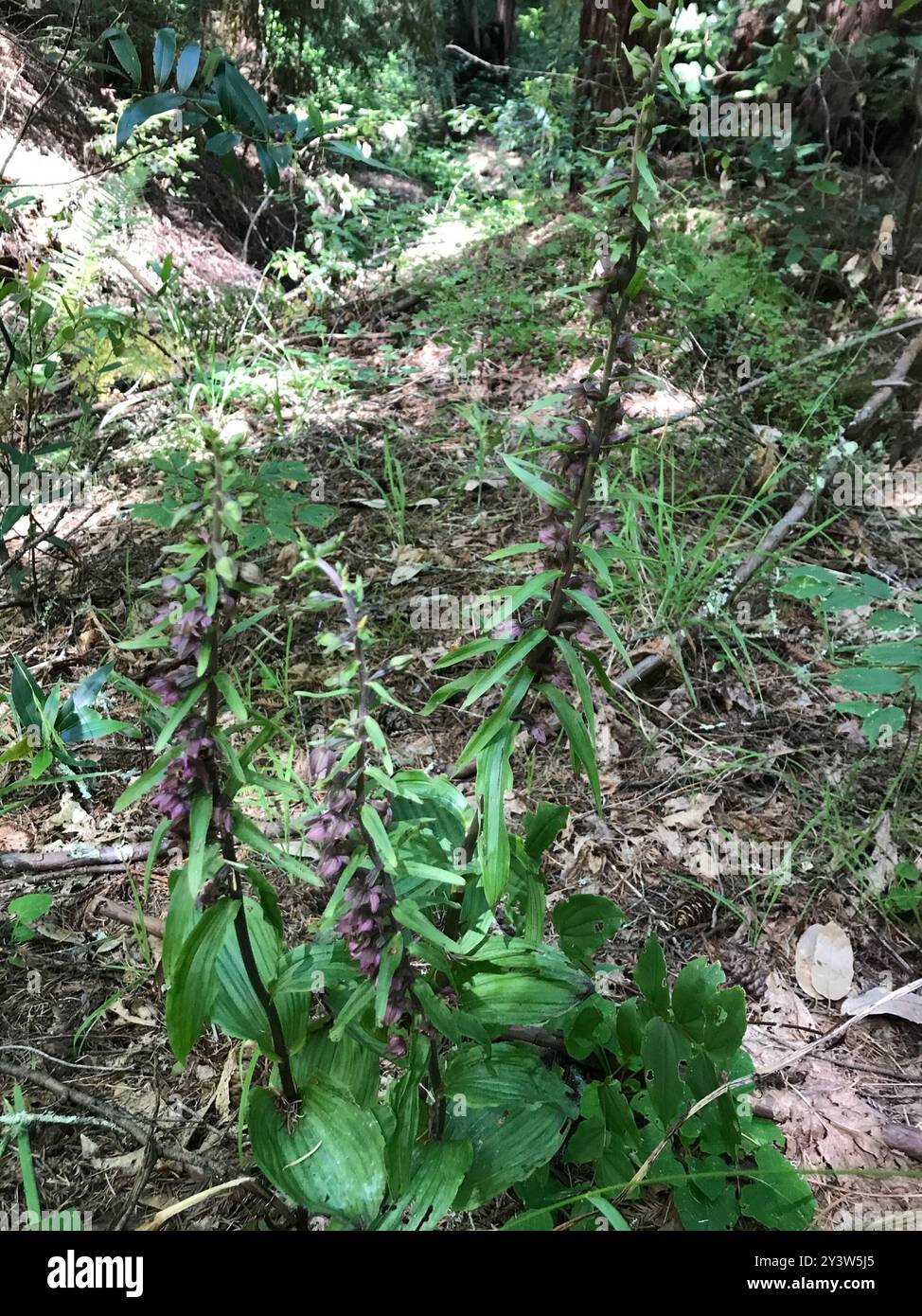 Broad-leaved helleborine (Epipactis helleborine) Plantae Stock Photo ...