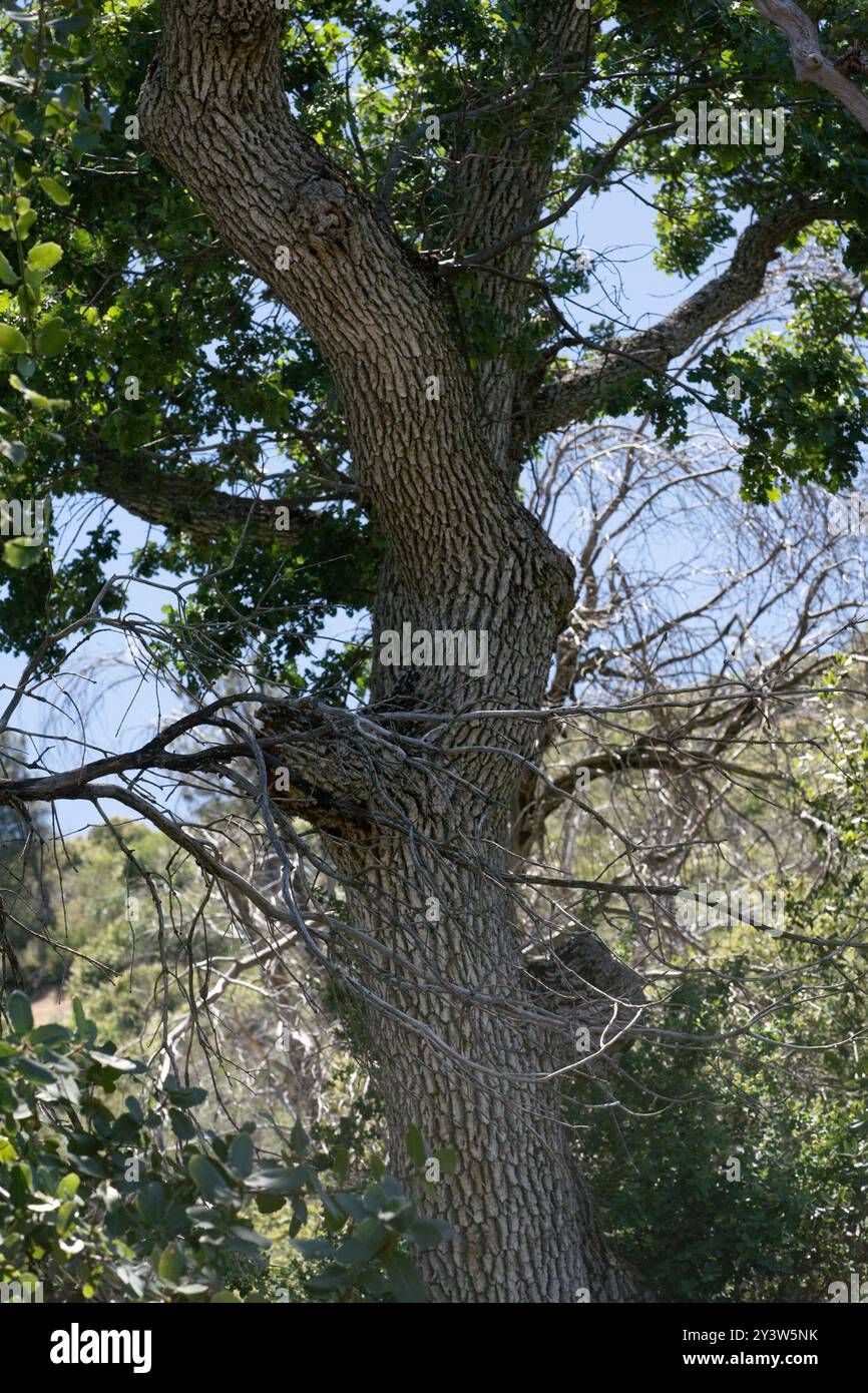 oaks (Quercus) Plantae Stock Photo - Alamy