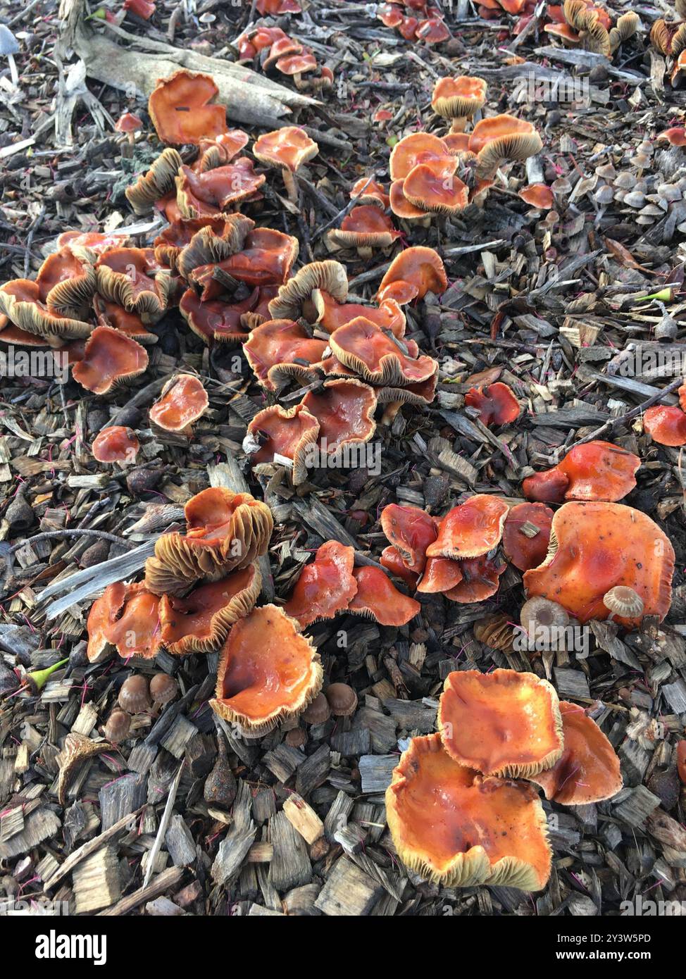 Chip Cherries (Leratiomyces ceres) Fungi Stock Photo - Alamy