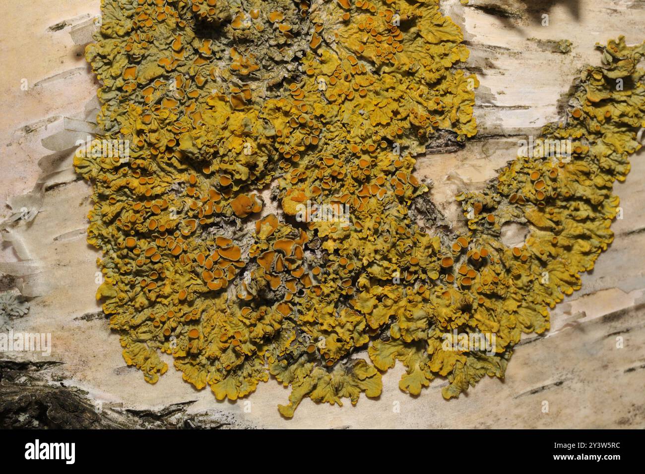 Common Sunburst Lichen (Xanthoria parietina) Fungi Stock Photo - Alamy