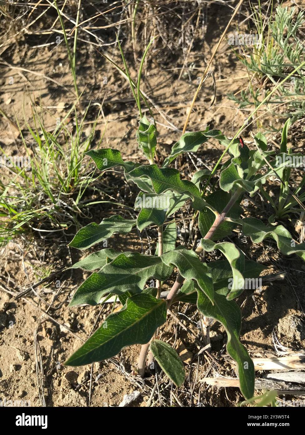 green comet milkweed (Asclepias viridiflora) Plantae Stock Photo - Alamy