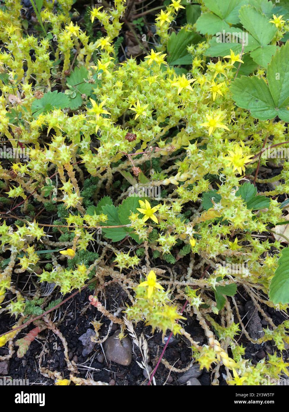 Biting Stonecrop (Sedum acre) Plantae Stock Photo - Alamy