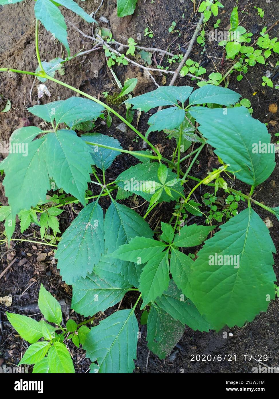 thicket creeper (Parthenocissus inserta) Plantae Stock Photo - Alamy