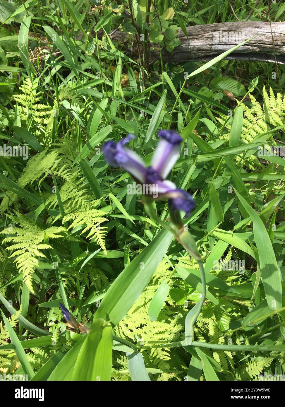 northern blue flag (Iris versicolor) Plantae Stock Photo - Alamy