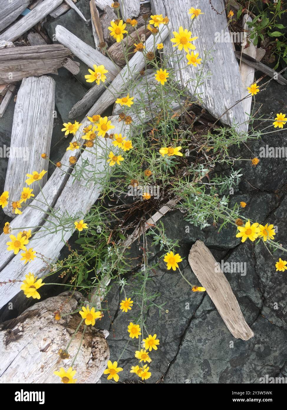 common woolly sunflower (Eriophyllum lanatum) Plantae Stock Photo - Alamy