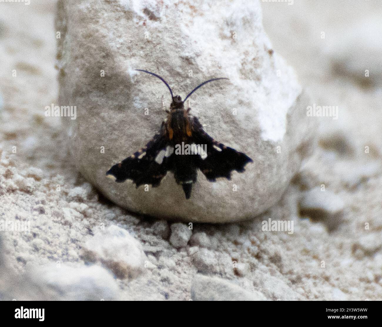 Spotted Thyris Moth (Thyris maculata) Insecta Stock Photo - Alamy