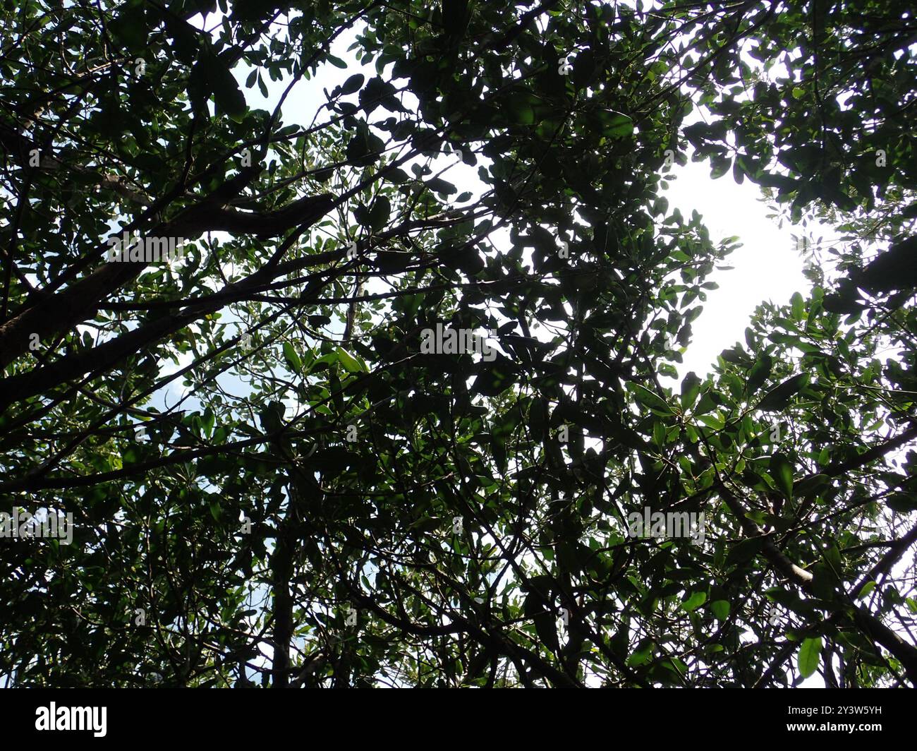 (Kandelia obovata) Plantae Stock Photo - Alamy