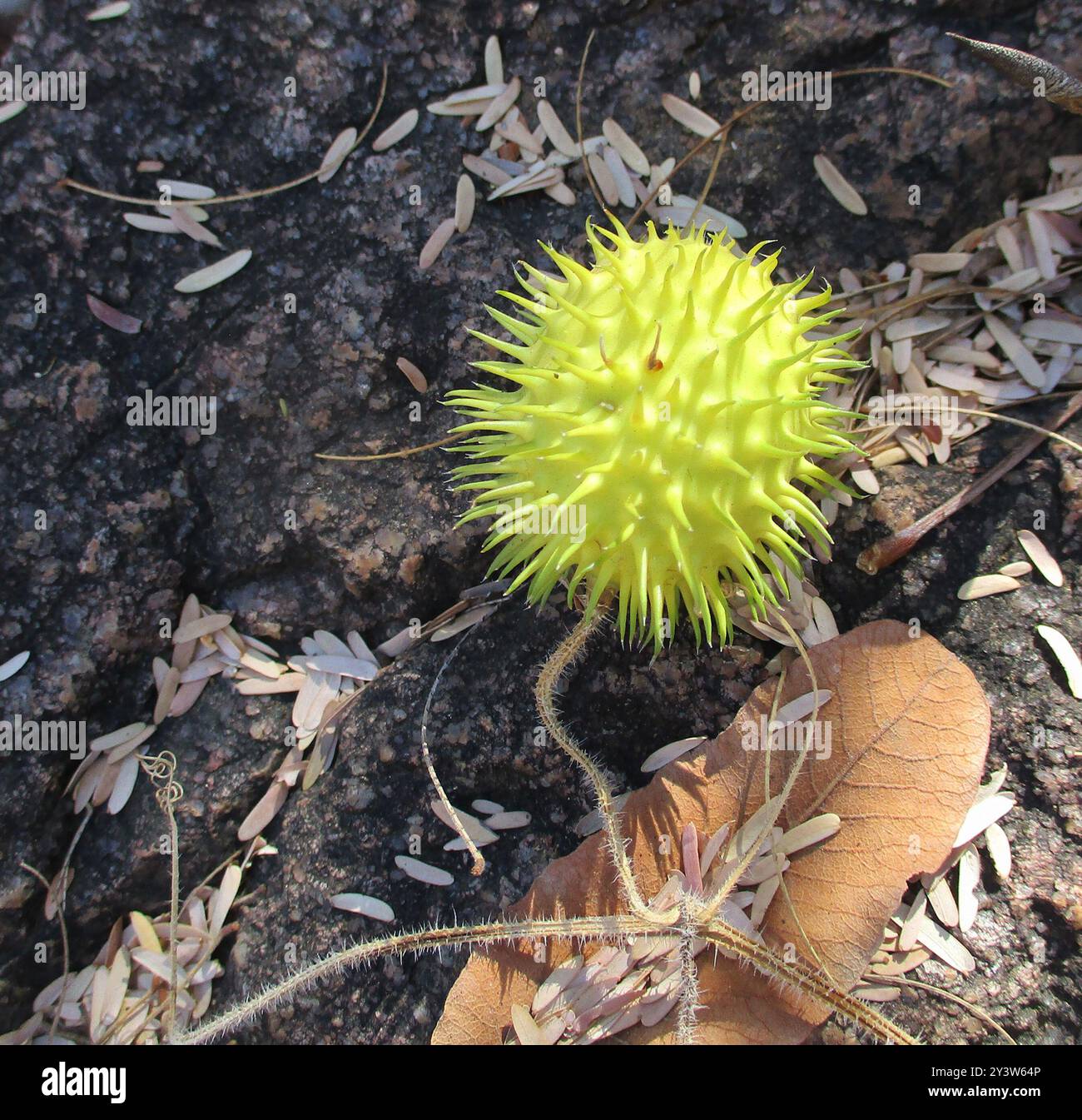 South African Spiny Cucumber (Cucumis zeyheri) Plantae Stock Photo - Alamy