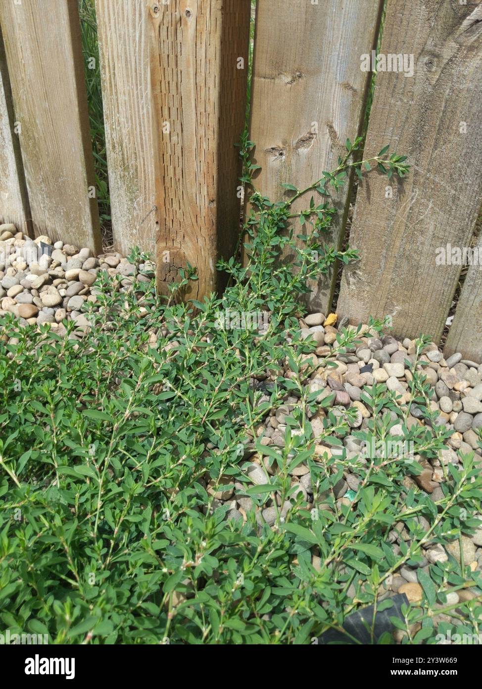Knotweed family polygonaceae plantae hi-res stock photography and ...