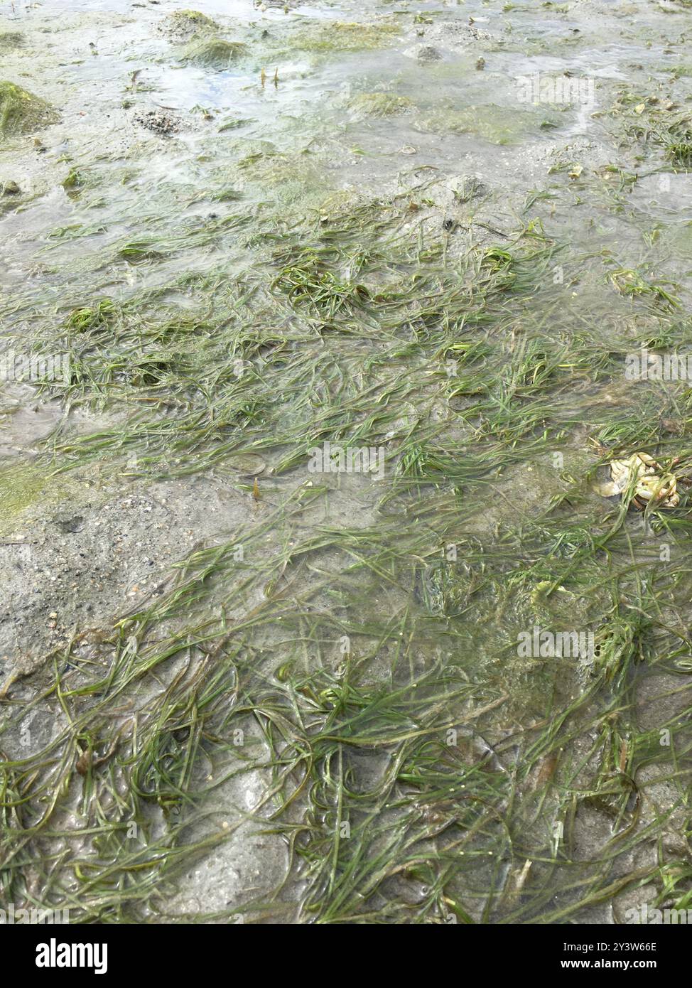Japanese Eelgrass (Zostera japonica) Plantae Stock Photo - Alamy