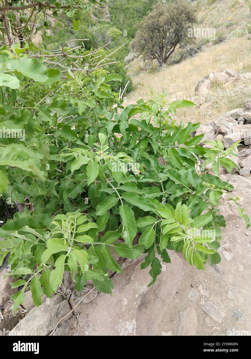 Golden-winged Elderberry Borer (Desmocerus aureipennis) Insecta Stock ...