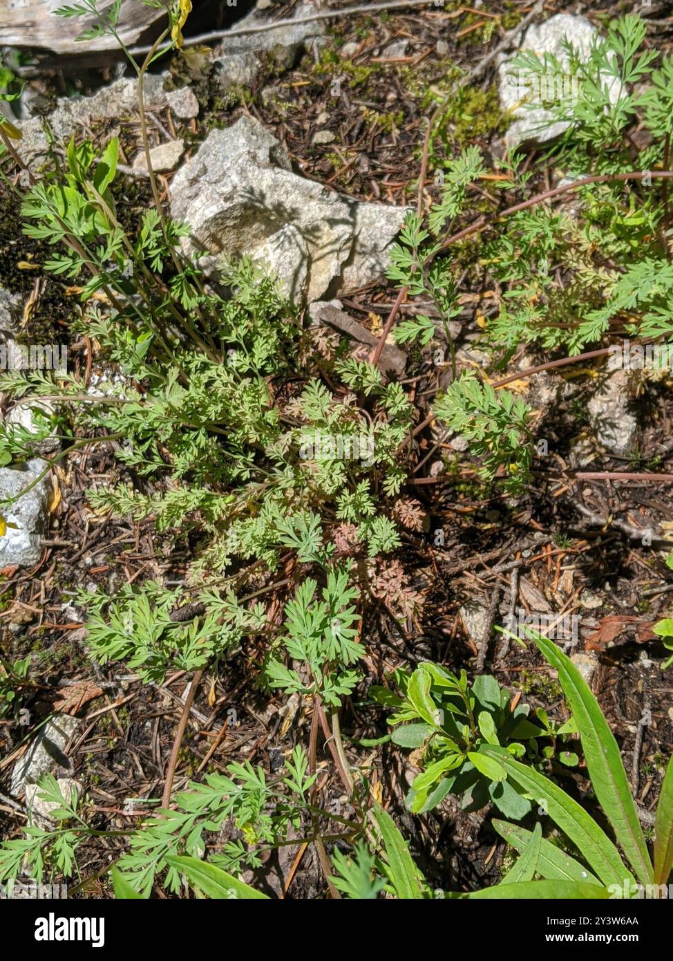 golden corydalis (Corydalis aurea) Plantae Stock Photo - Alamy