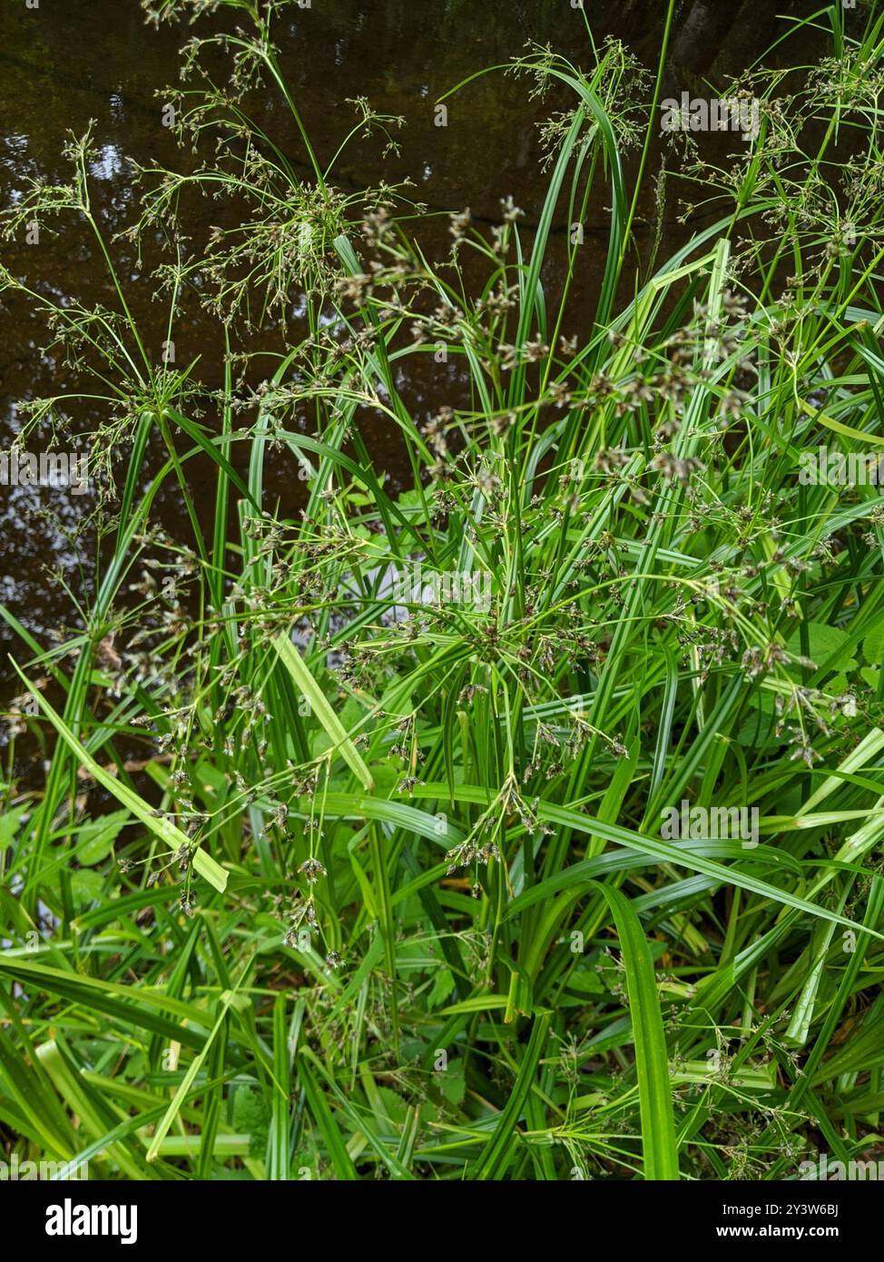 Panicled Bulrush (Scirpus microcarpus) Plantae Stock Photo - Alamy