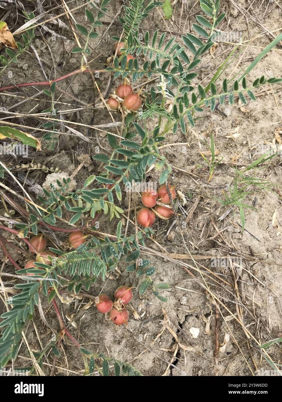 Ground-plum (Astragalus crassicarpus) Plantae Stock Photo - Alamy