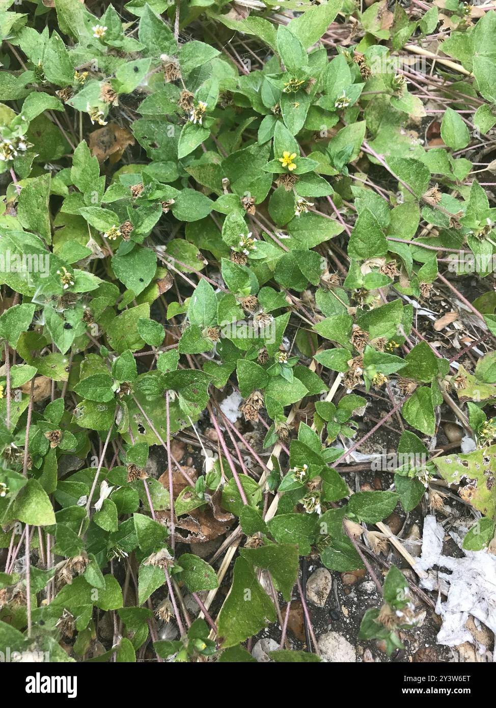 straggler daisy (Calyptocarpus vialis) Plantae Stock Photo - Alamy