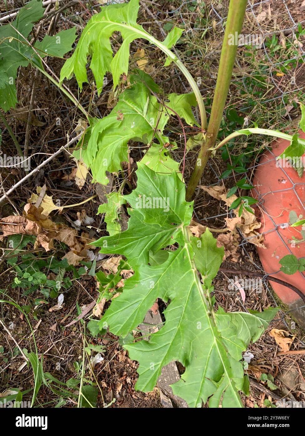 Bear's breeches (Acanthus mollis) Plantae Stock Photo - Alamy
