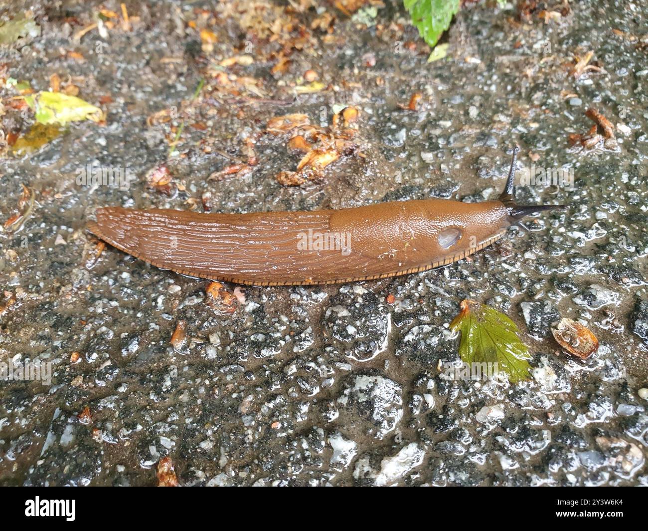 Spanish Slug (Arion vulgaris) Mollusca Stock Photo - Alamy