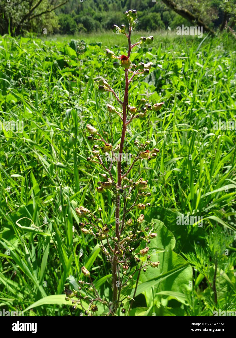 Water Figwort (Scrophularia auriculata) Plantae Stock Photo - Alamy