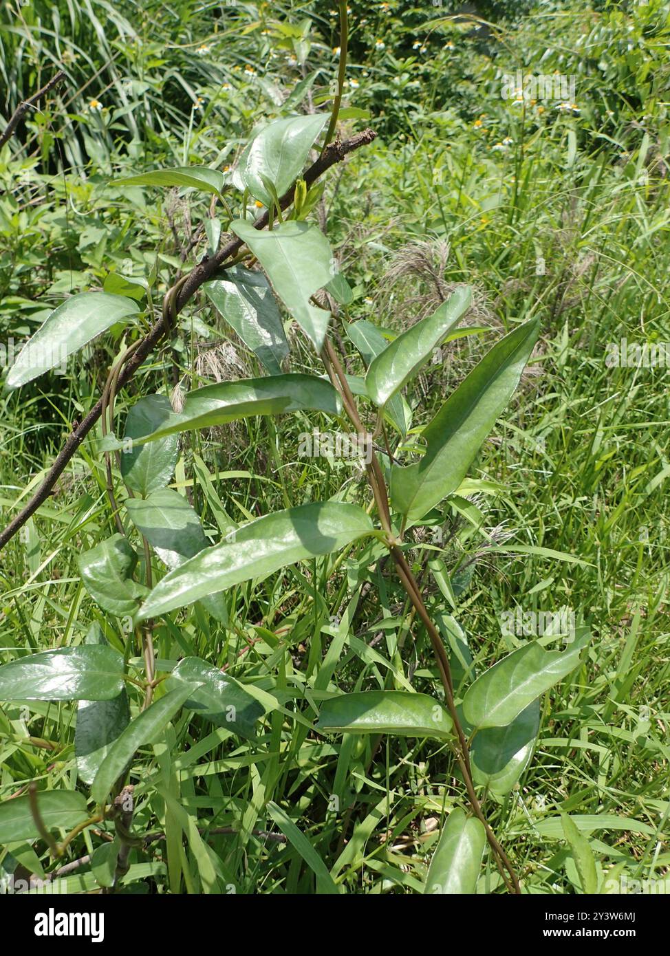 skunk vine (Paederia foetida) Plantae Stock Photo - Alamy