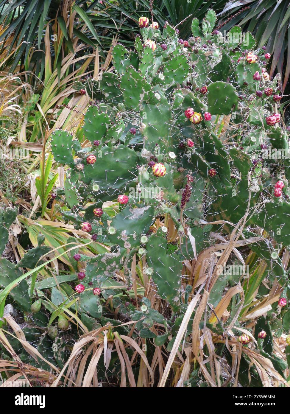 Drooping Pricklypear (Opuntia monacantha) Plantae Stock Photo - Alamy
