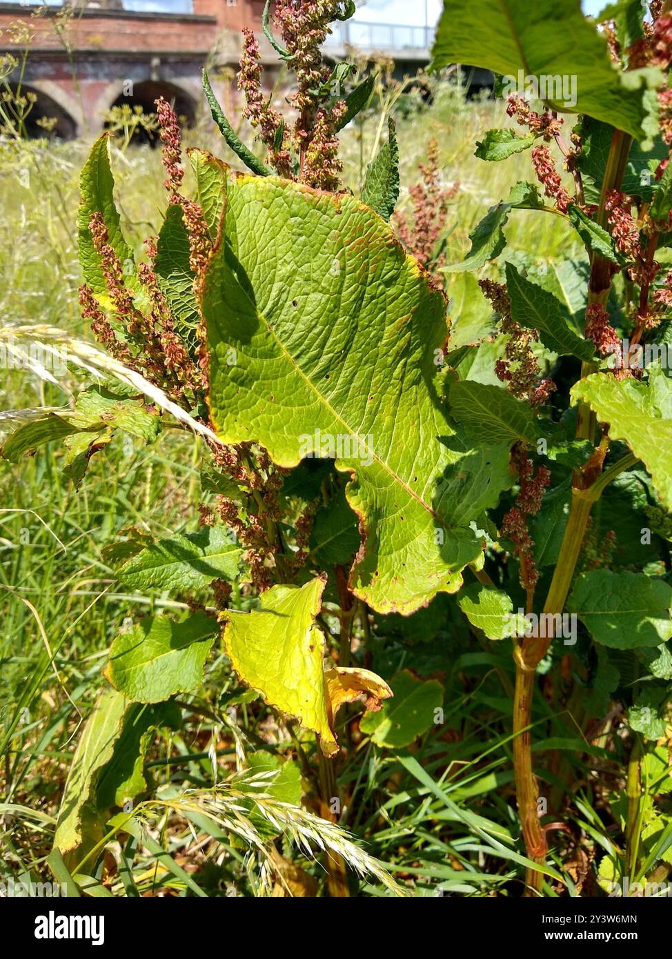 broad-leaved dock (Rumex obtusifolius) Plantae Stock Photo - Alamy