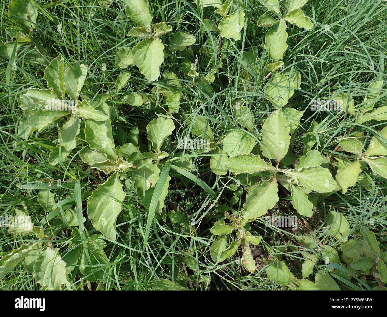 (Achyranthes aspera indica) Plantae Stock Photo - Alamy
