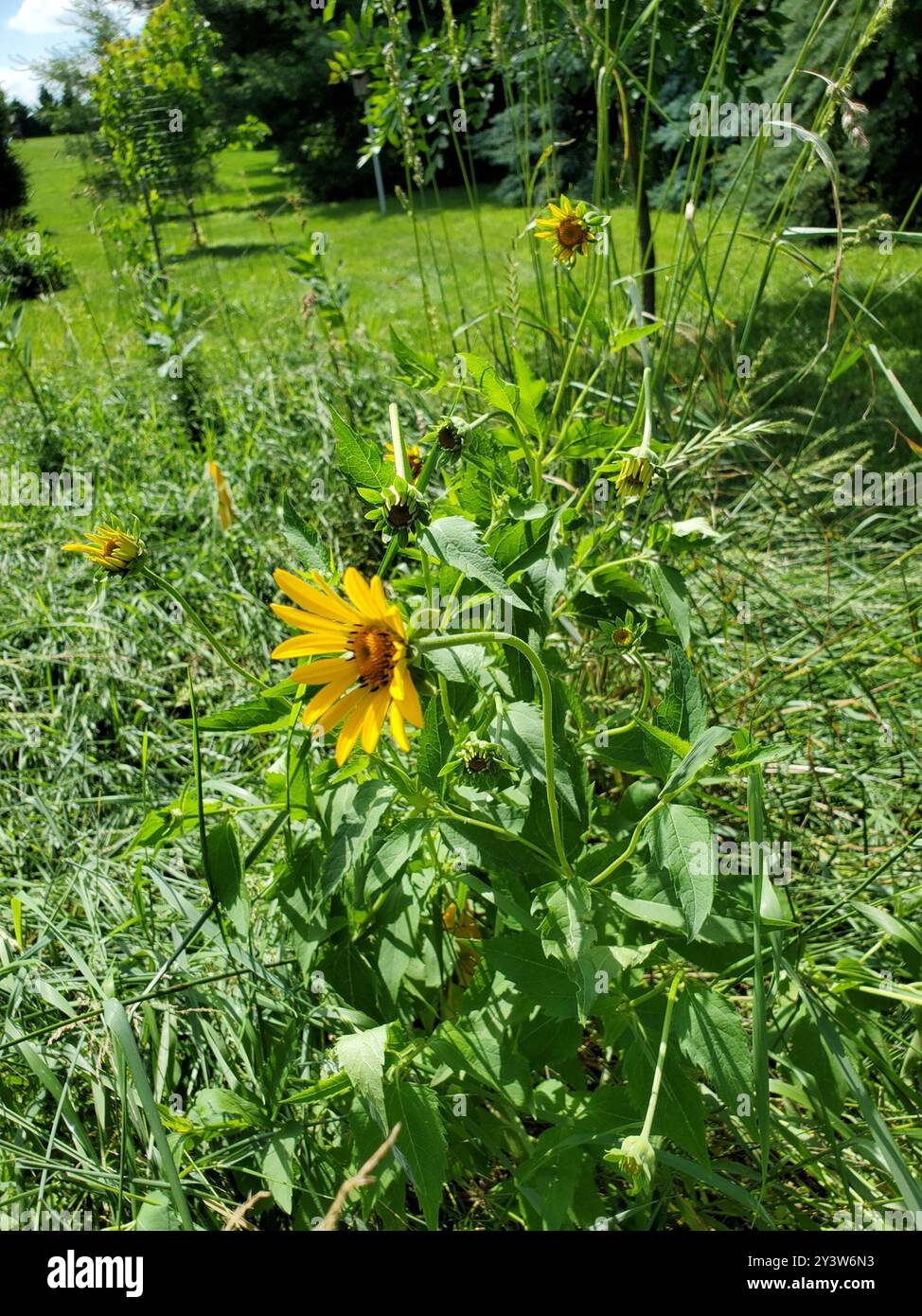 false sunflower (Heliopsis helianthoides) Plantae Stock Photo - Alamy