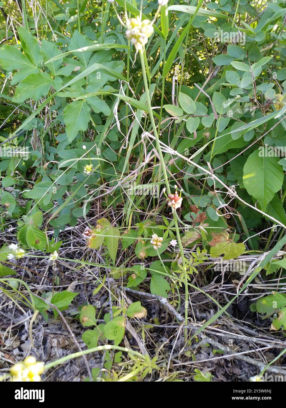 Canadian Meadow garlic (Allium canadense) Plantae Stock Photo - Alamy
