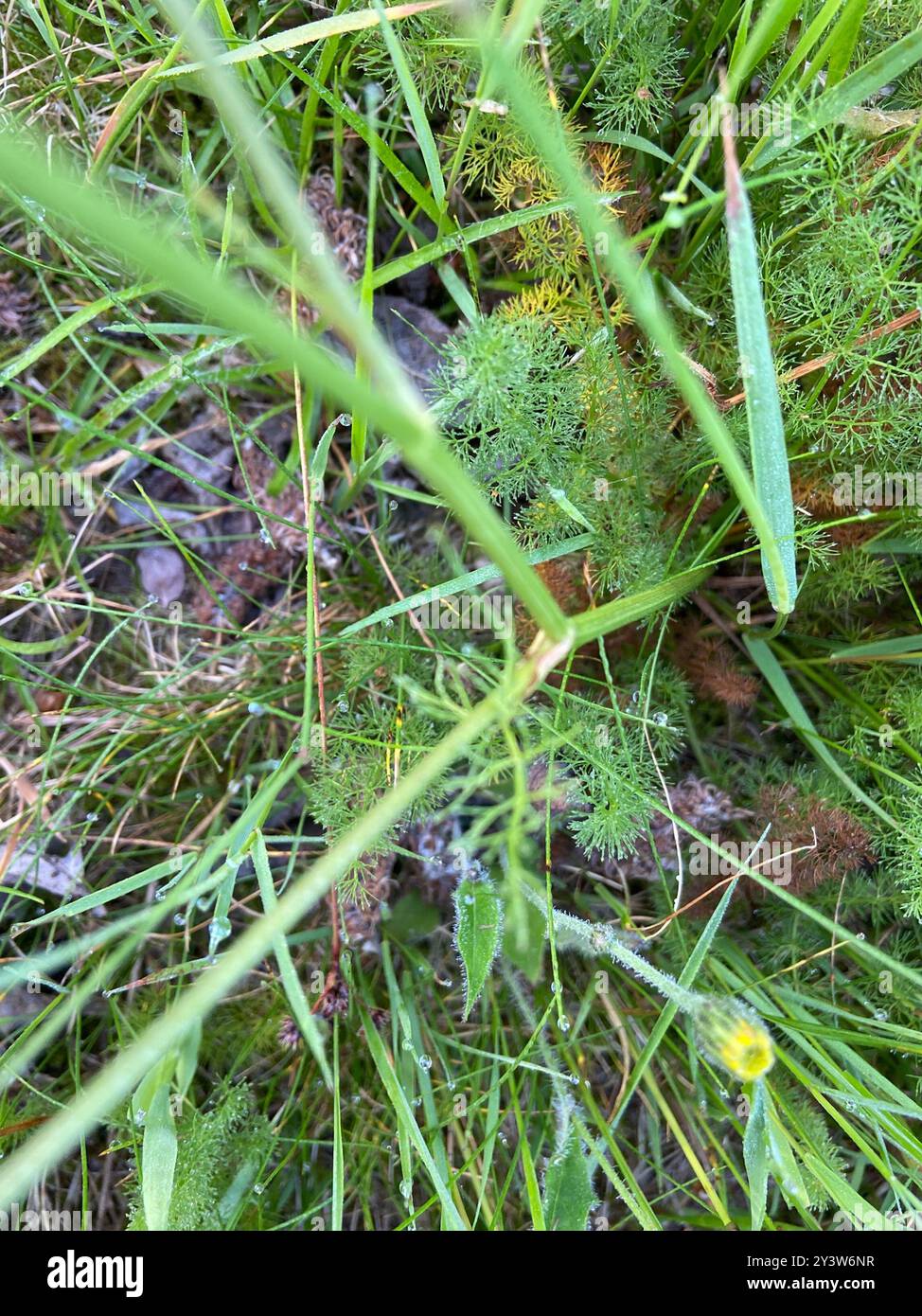 Spignel (Meum athamanticum) Plantae Stock Photo - Alamy