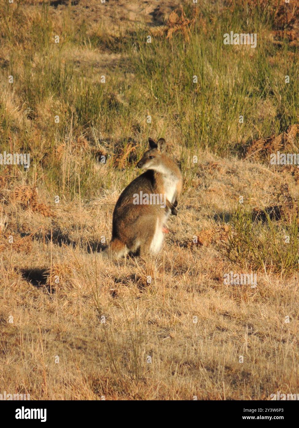 Red-necked Wallaby (Notamacropus rufogriseus) Mammalia Stock Photo - Alamy