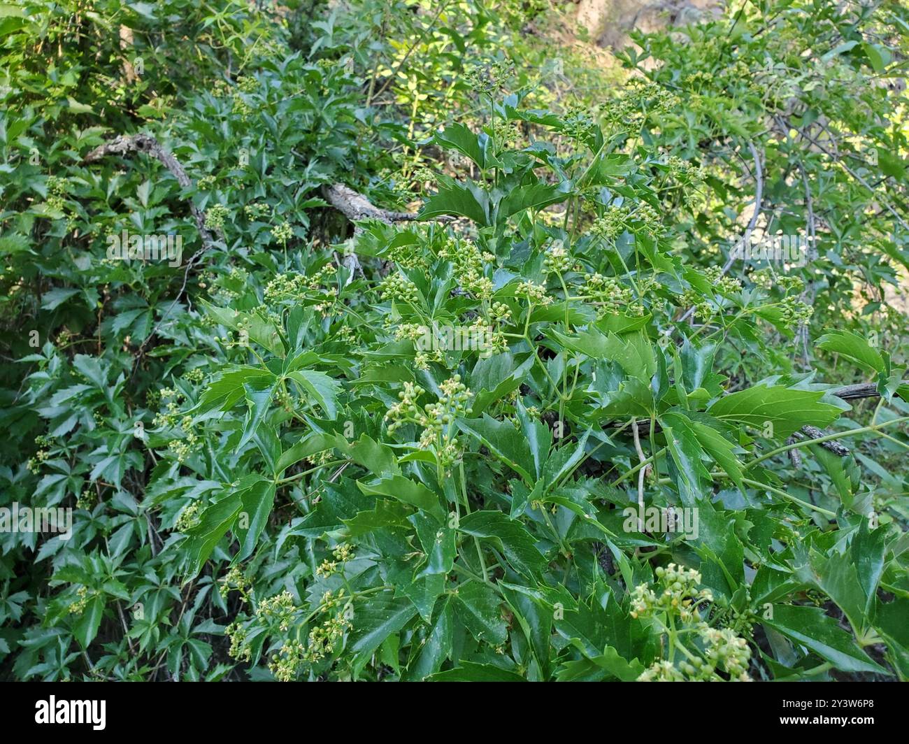 thicket creeper (Parthenocissus inserta) Plantae Stock Photo - Alamy