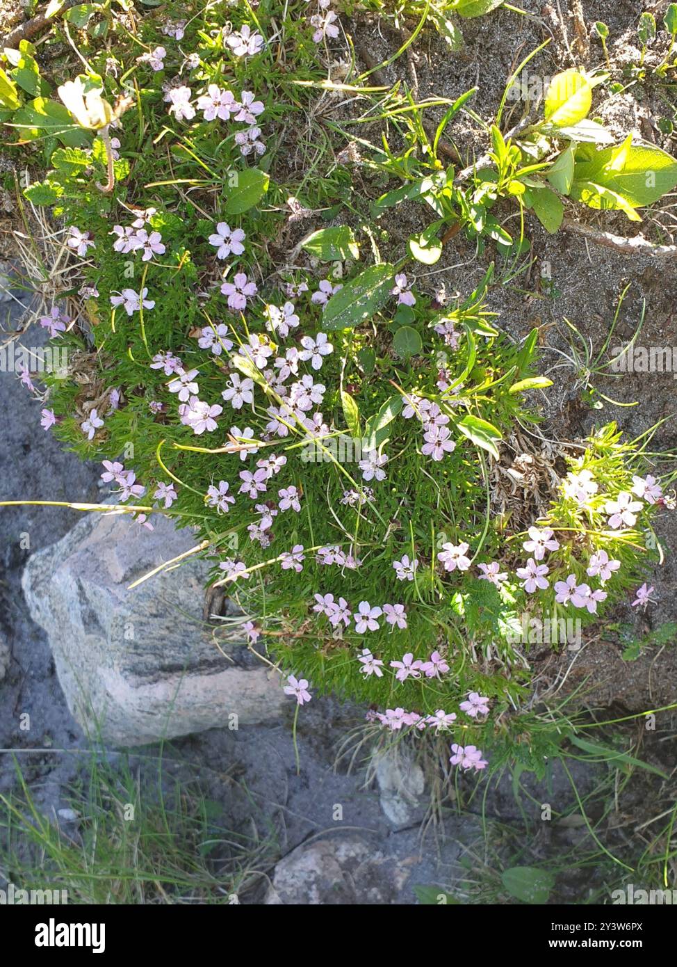 Moss Campion (Silene acaulis) Plantae Stock Photo - Alamy