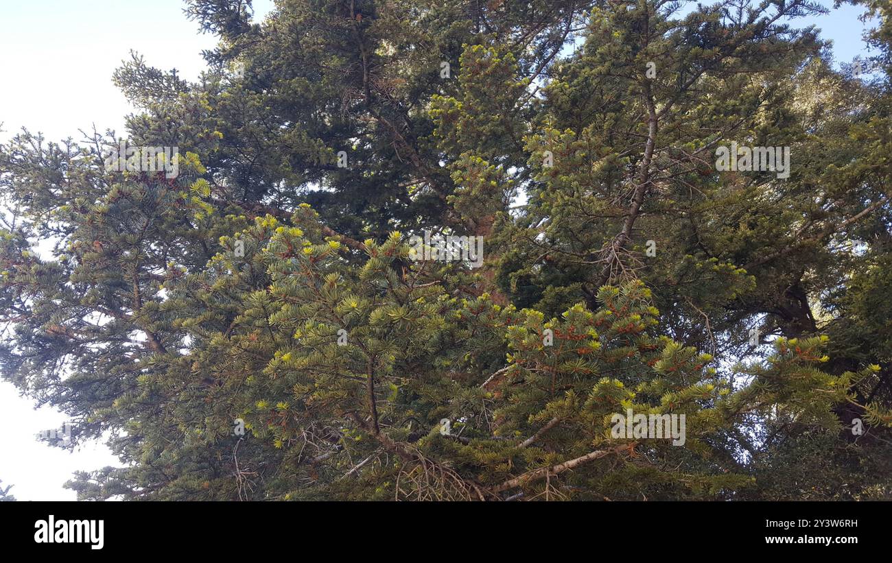 Colorado White Fir (Abies concolor concolor) Plantae Stock Photo - Alamy