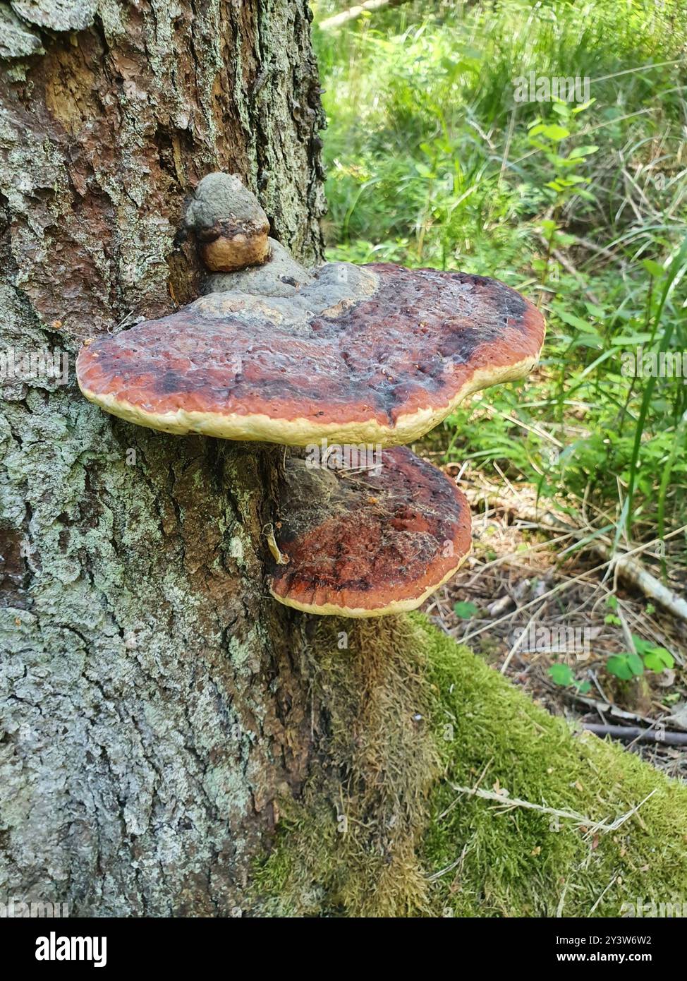Red-banded Polypore (Fomitopsis pinicola) Fungi Stock Photo - Alamy