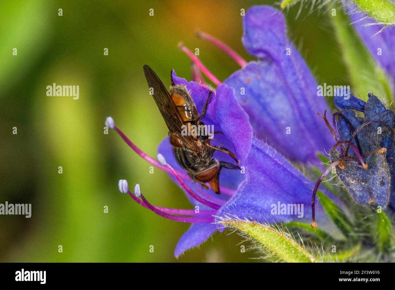 Heineken Fly (Rhingia campestris) Insecta Stock Photo - Alamy