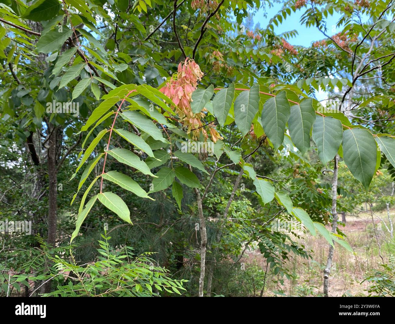 tree-of-heaven (Ailanthus altissima) Plantae Stock Photo - Alamy