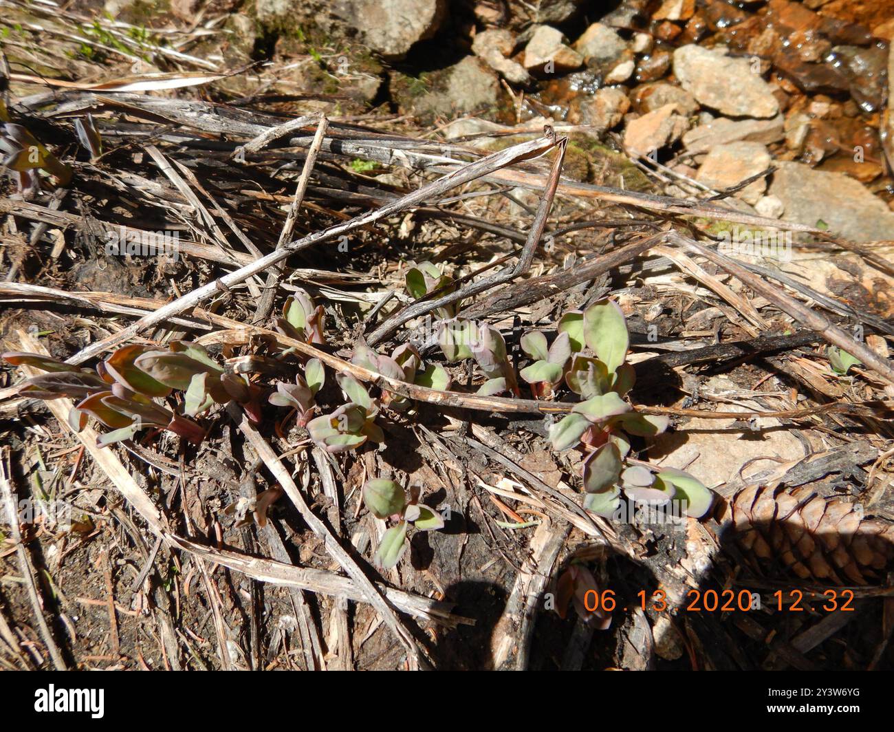 vascular plants (Tracheophyta) Plantae Stock Photo - Alamy