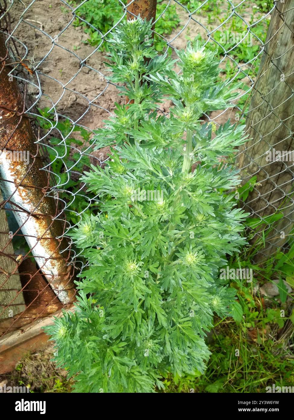 absinthe wormwood (Artemisia absinthium) Plantae Stock Photo - Alamy