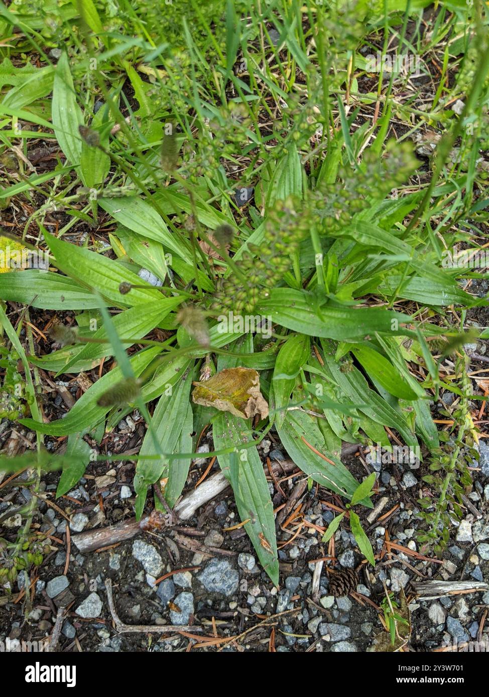 field peppergrass (Lepidium campestre) Plantae Stock Photo - Alamy