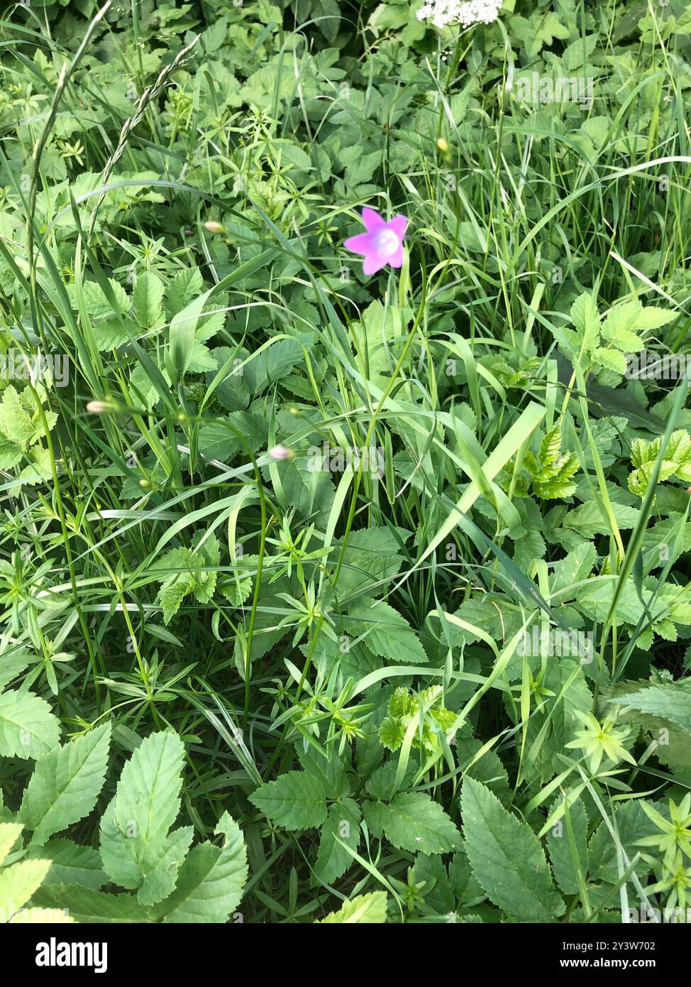 Spreading Bellflower (Campanula patula) Plantae Stock Photo - Alamy