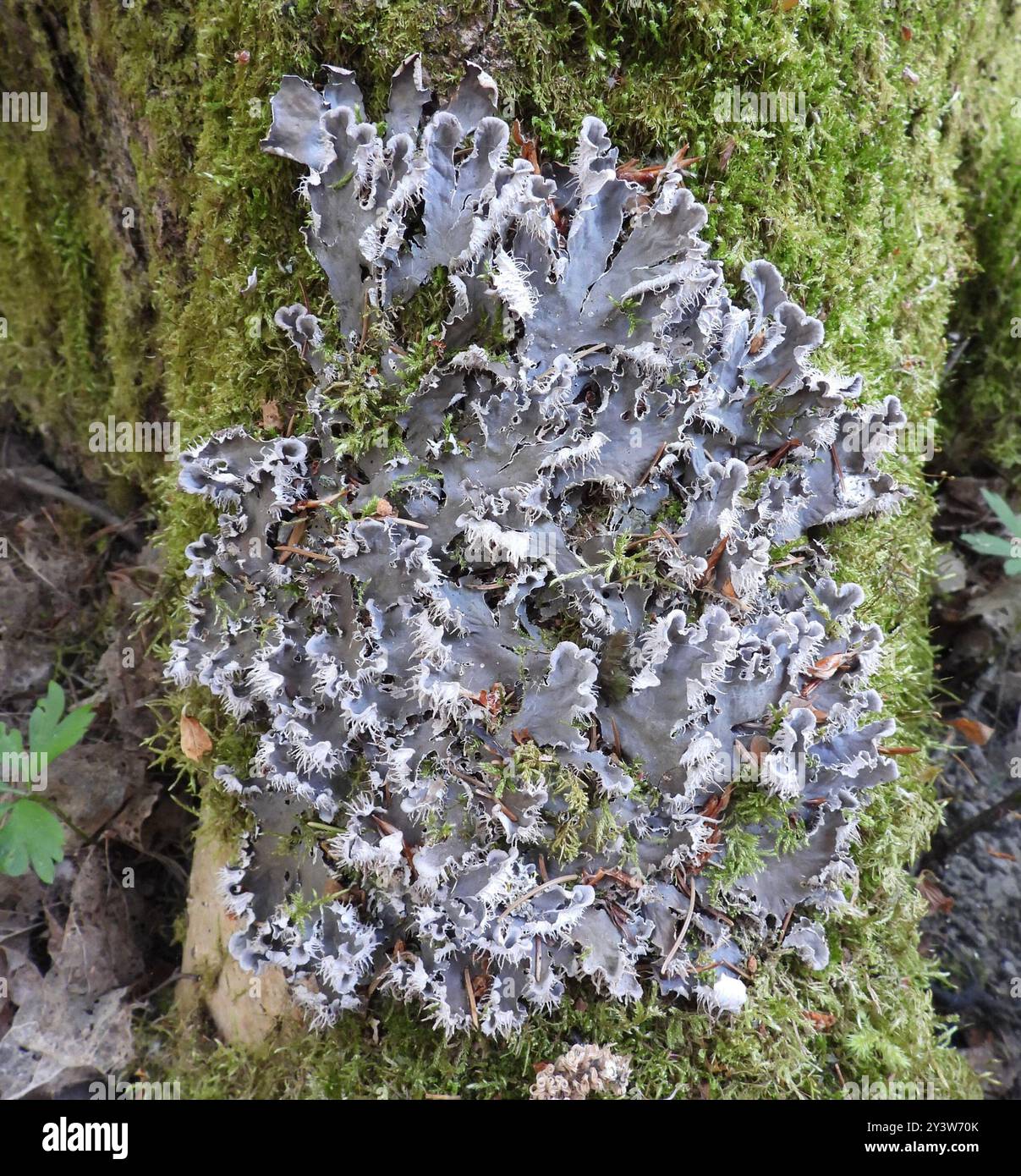 dog pelt lichen (Peltigera canina) Fungi Stock Photo - Alamy