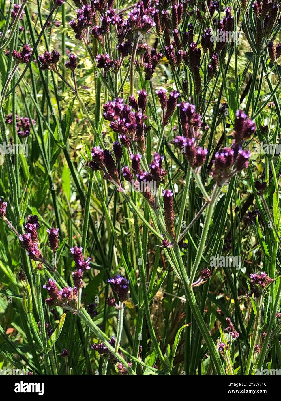 purpletop vervain (Verbena bonariensis) Plantae Stock Photo - Alamy