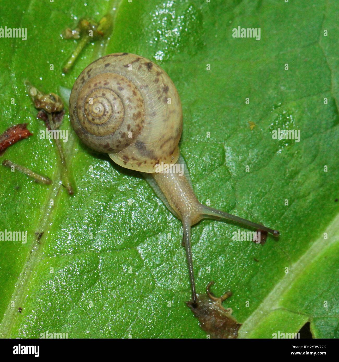 Leaf Snails (Hygromiidae) Mollusca Stock Photo - Alamy