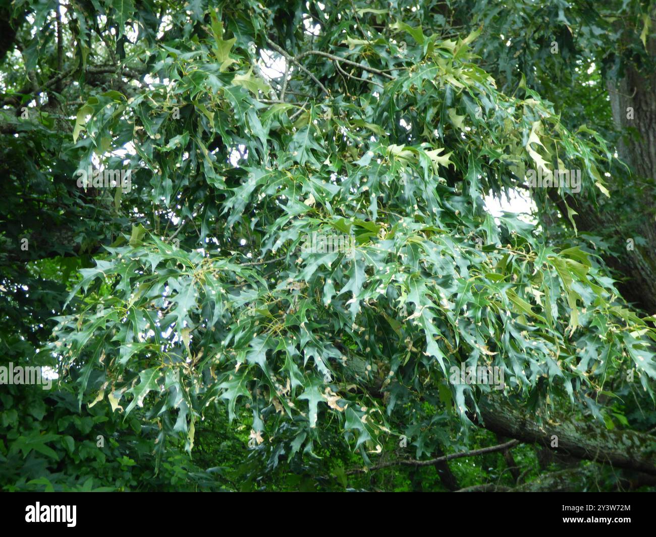 southern red oak (Quercus falcata) Plantae Stock Photo - Alamy