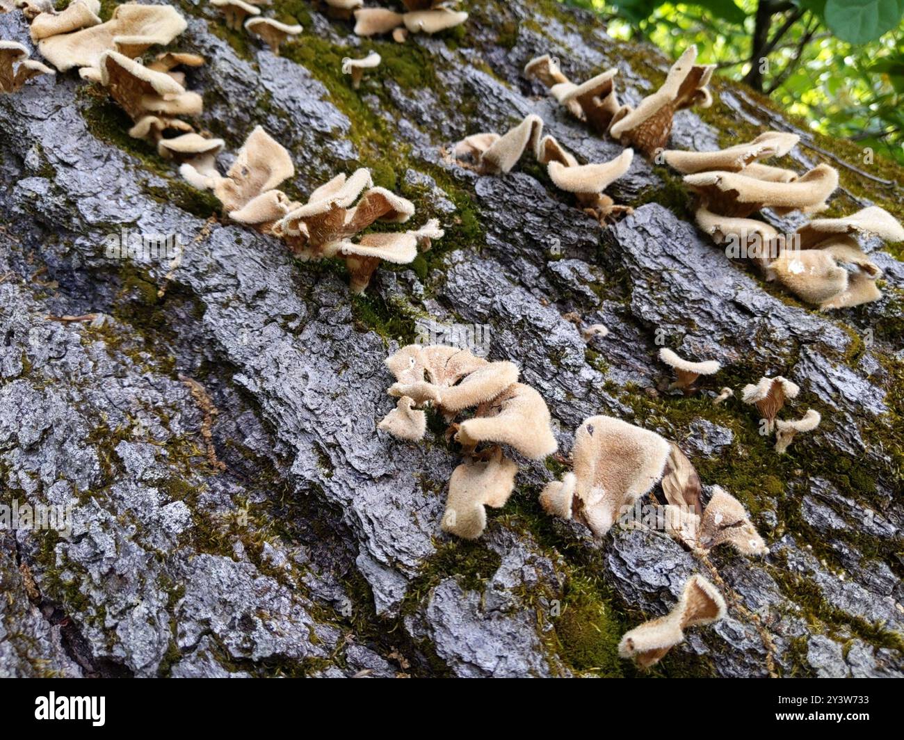 Hairy Oyster Mushroom (Panus lecomtei) Fungi Stock Photo - Alamy