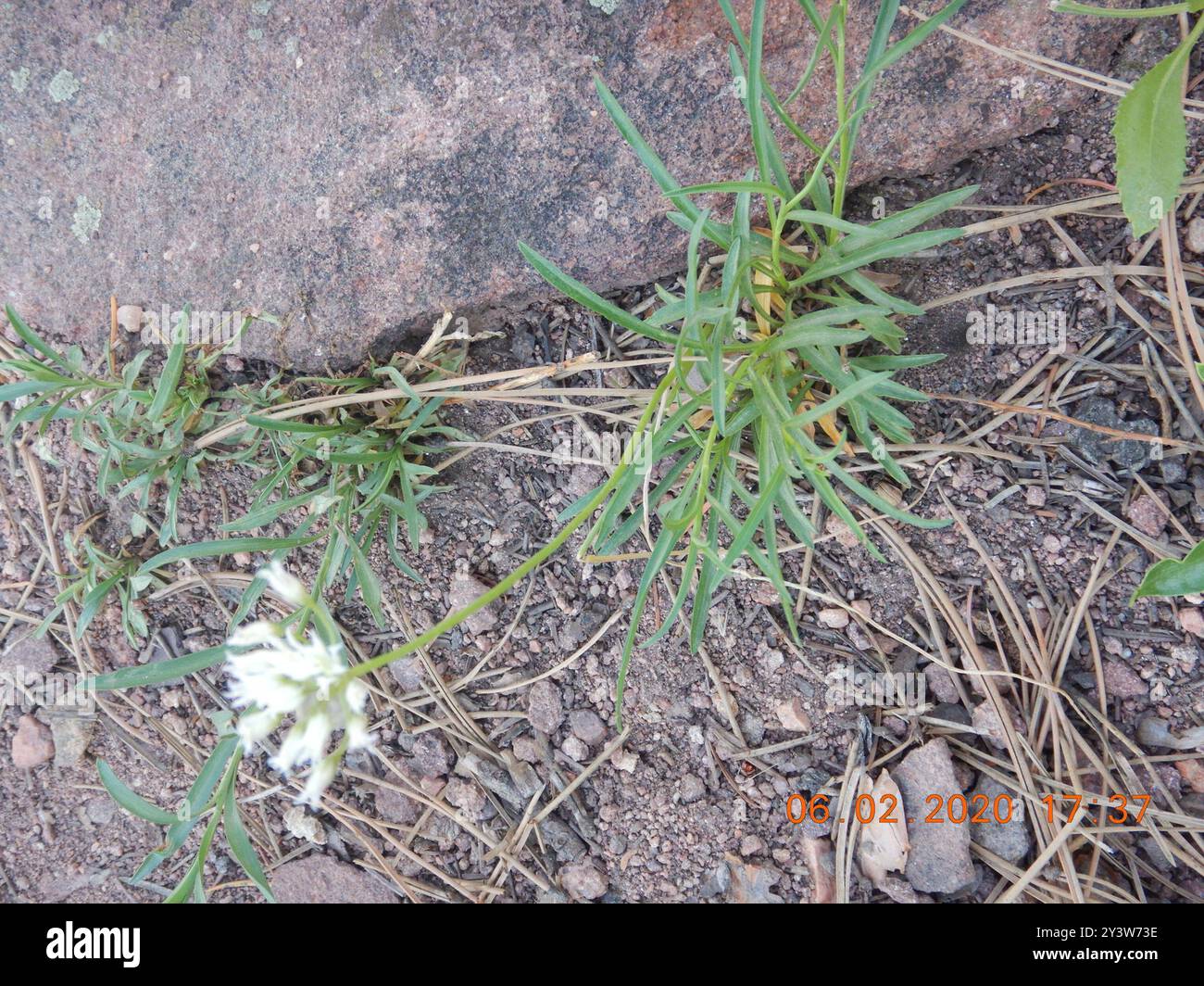Textile onion (Allium textile) Plantae Stock Photo - Alamy