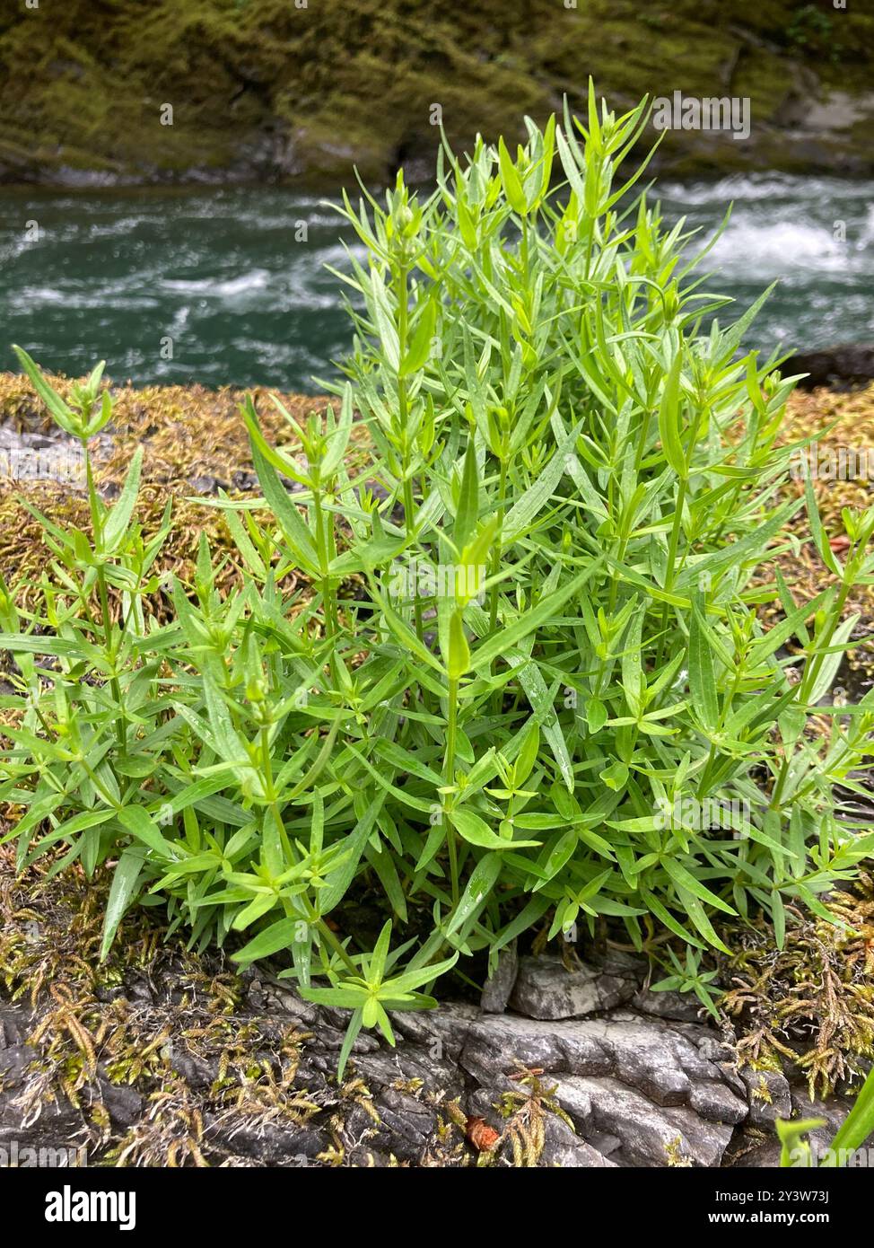 Northern Bedstraw (Galium boreale) Plantae Stock Photo - Alamy