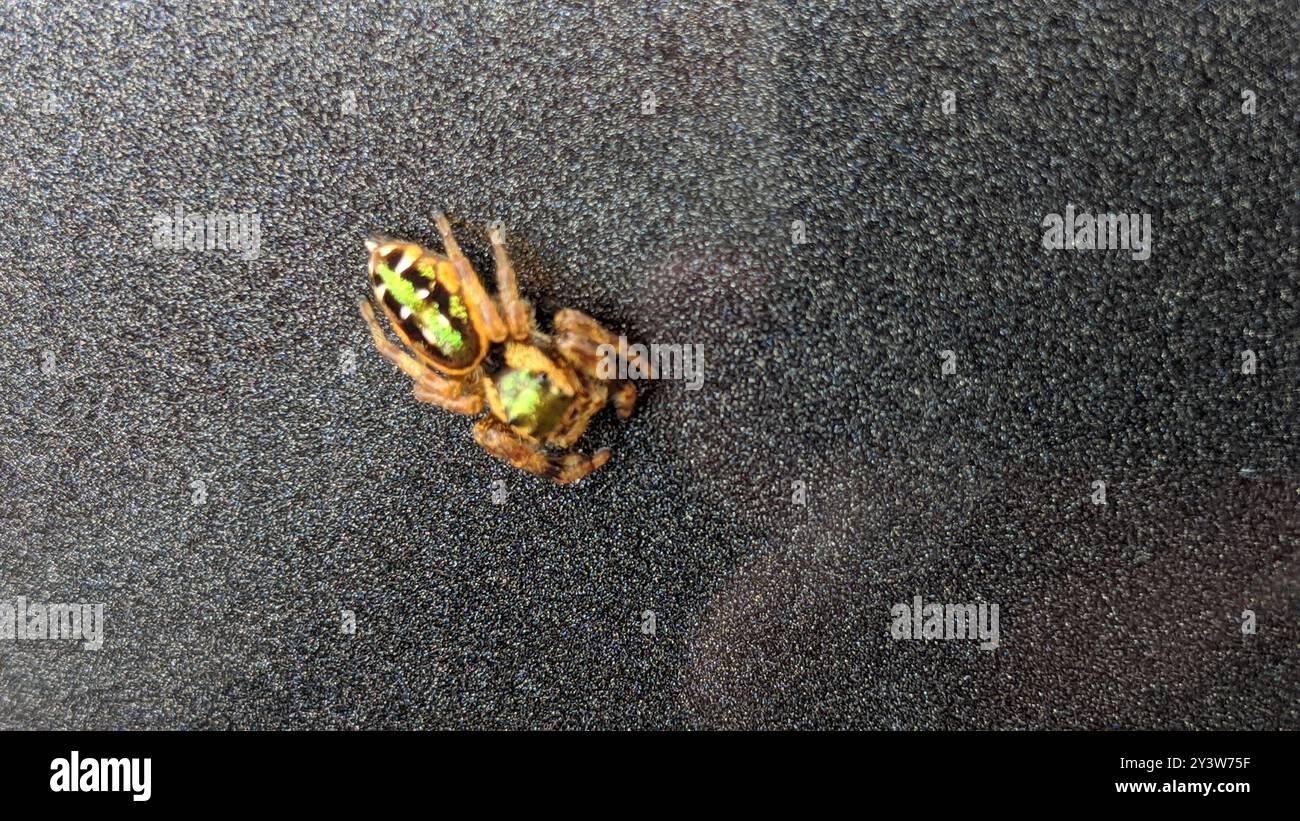 Golden Jumping Spider (Paraphidippus aurantius) Arachnida Stock Photo ...