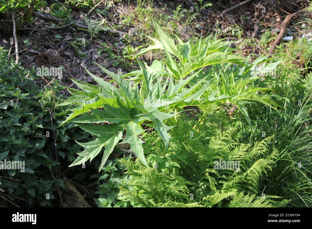 Giant Hogweed (Heracleum mantegazzianum) Plantae Stock Photo - Alamy