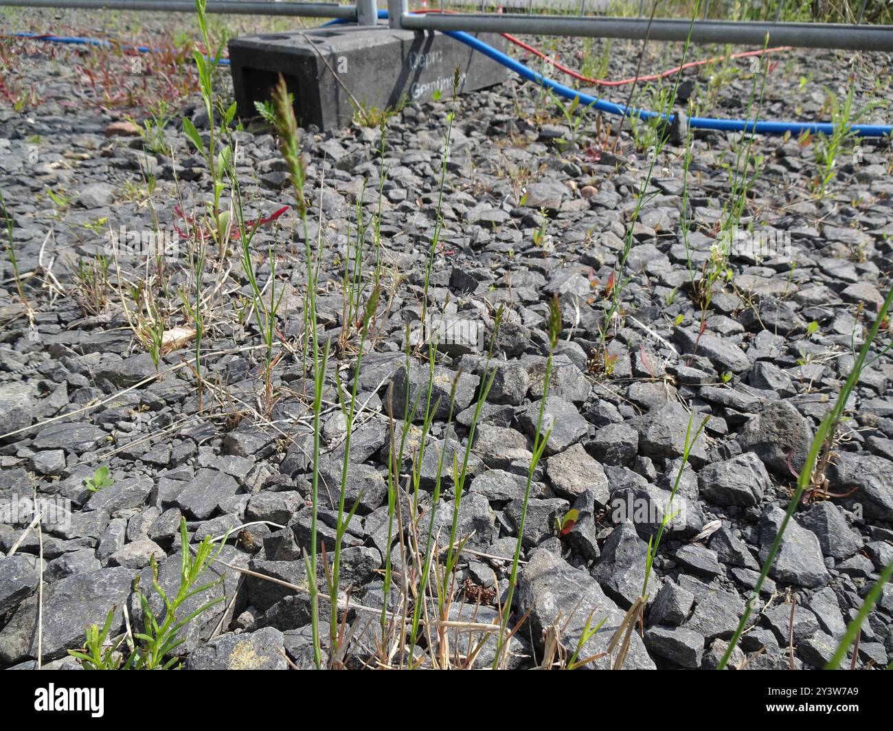 Canada bluegrass (Poa compressa) Plantae Stock Photo - Alamy